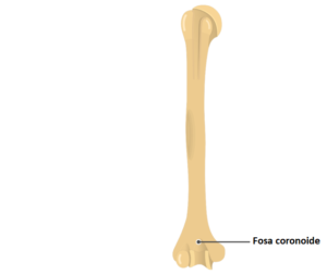 Hueso húmero (extremo proximal y distal, función, inserciones, lesiones)