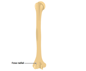 Hueso húmero (extremo proximal y distal, función, inserciones, lesiones)