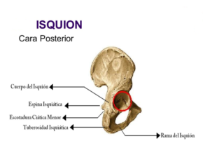 Hueso ilíaco o coxal (anatomia, función, lesiones y sus partes)