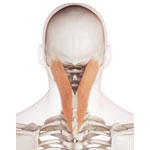 Músculo esplenio (origen, inserción, inervación, irrigación, acción)