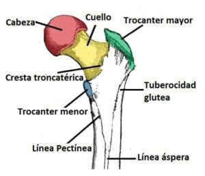 Fémur (anatomía, función, partes, inserciones, fracturas)