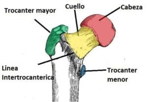 Fémur (anatomía, función, partes, inserciones, fracturas)