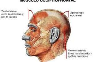 Músculo occipitofrontal (origen, función, irrigación, inervación)