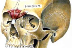 Músculo prócer (origen, inserción, acción, irrigación, inervación)