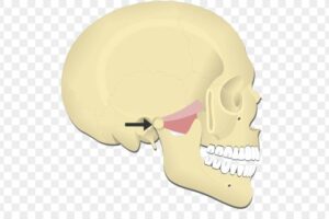 Músculo pterigoideo lateral (anatomía, función, importancia)