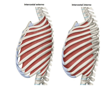 Músculos intercostales (origen, inserción, inervación, irrigación)