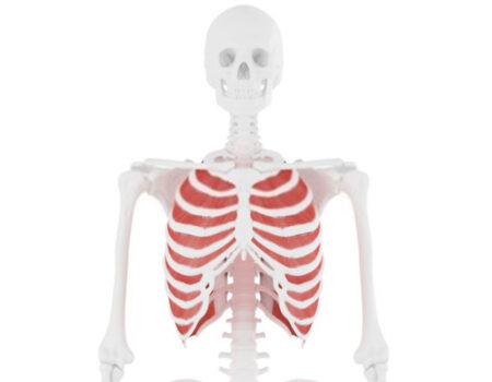 Músculos intercostales (origen, inserción, inervación, irrigación)