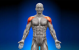 Músculo deltoides (origen, inserción, inervación, acción, interés clínico)