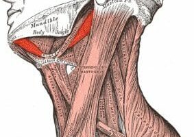 Músculo digástrico (origen, inserción, inervación, irrigación, funciones)