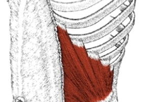 Músculo oblicuo interno (origen, inserción, inervación, irrigación)