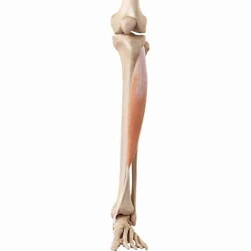 Músculo Tibial anterior (origen, inserción, inervación, irrigación, acción)