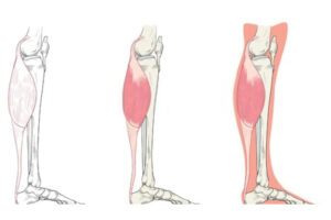 Músculo tríceps sural (anatómia, función, importancia clínica)