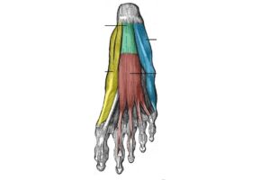 Falanges del pie (anatomia, función, inervación, irrigación, fracturas)