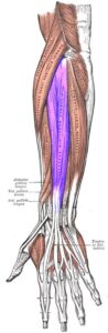 Músculo extensor de los dedos (origen, inserción, inervación, acción)