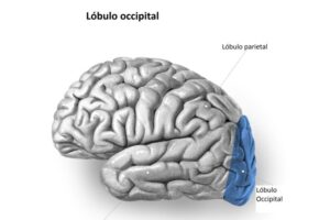 Lóbulo temporal (anatomia, surcos, circunvoluciones, Irrigación)