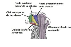 Músculo temporal (origen, irrigación, inervación y función)
